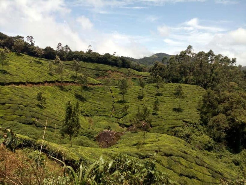 Munnar: Half Day Trekking Through Tea Plantation - The Itinerary in Detail