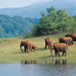 Munnar Hill Station with Periyar Wildlife Tour (03 Days) - Authentic Experiences and Hidden Gems