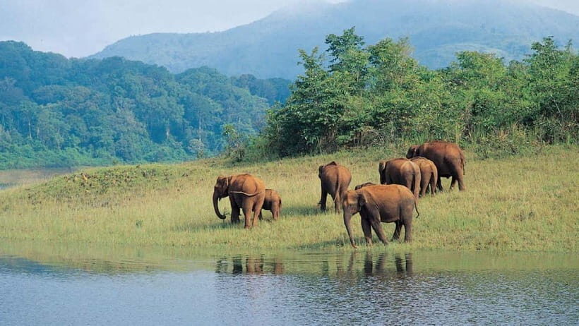 Munnar Hill Station with Periyar Wildlife Tour (03 Days) - Authentic Experiences and Hidden Gems