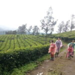 Munnar Tea Plantation Evening walking with Sunset View - How the Tour Compares to Other Experiences