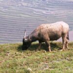 Muong Hoa Valley 3D2N Trek - Final Thoughts