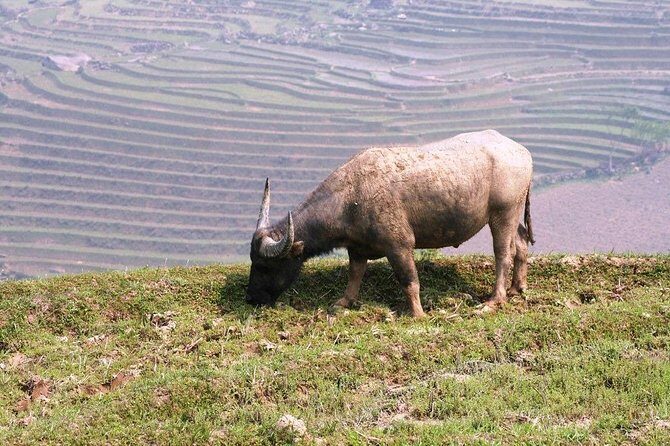 Muong Hoa Valley 3D2N Trek - Final Thoughts