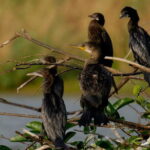 Muthurajawela Bird Watching Tour From Colombo & Negombo - The Experience: What You Can Expect