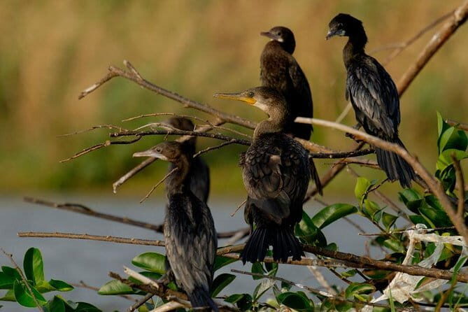 Muthurajawela Bird Watching Tour From Colombo & Negombo - The Experience: What You Can Expect