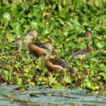 Muthurajawela Bird Watching Tour from Negombo and Colombo - Why This Tour Stands Out: The Highlights