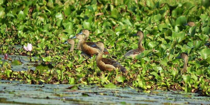 Muthurajawela Bird Watching Tour from Negombo and Colombo - Why This Tour Stands Out: The Highlights