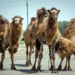 Muynak - "Ship Cemetery" Tour from Nukus - The Lunch Experience and Local Hospitality