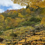 Myoko and Madarao Day Tour Snow Monkeys, Zenkoji and Sake - FAQ