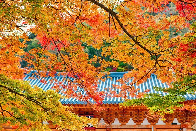 Naejangsan Fall Foliage Tour from Busan with Seoul Drop-off - Real Traveler Insights