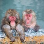 Nagano Snow Monkey 1 Day Tour with Beef Sukiyaki Lunch from Tokyo - Who Will Love This Tour?