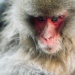 Nagano: Snow Monkey and Zenkoji Temple Free Sake Taste Day Tour - Itinerary Breakdown: What to Expect