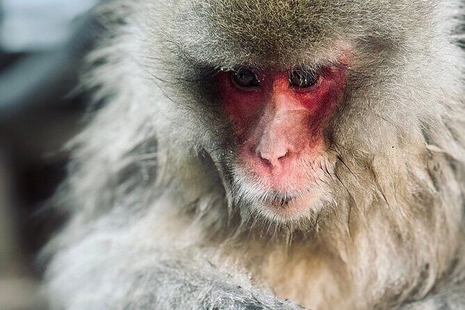 Nagano: Snow Monkey and Zenkoji Temple Free Sake Taste Day Tour - Itinerary Breakdown: What to Expect