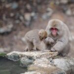 Nagano: Snow Monkeys, Zenkoji Temple & Sake Day Trip - Zenkoji Temple: Japan’s Spiritual Treasure