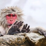 Naganos Snow Monkeys and Sake Tasting Day Tour - What Values and Experiences Does This Tour Offer?