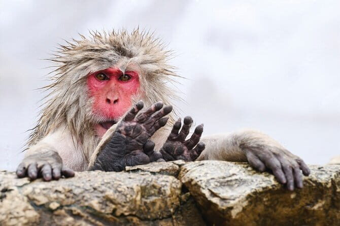 Naganos Snow Monkeys and Sake Tasting Day Tour - What Values and Experiences Does This Tour Offer?