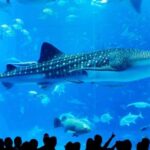 Naha: North Okinawa Sightseeing Tour & Churaumi Aquarium - The Practicalities: What’s Included, What’s Not
