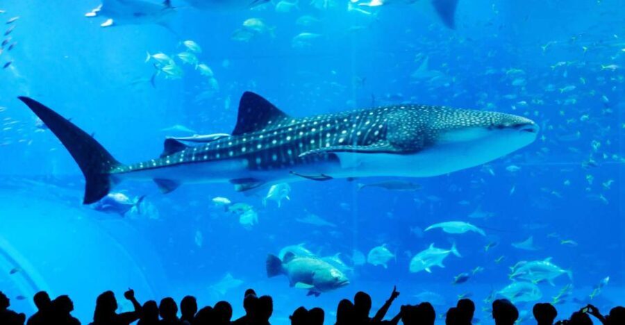 Naha: North Okinawa Sightseeing Tour & Churaumi Aquarium - The Practicalities: What’s Included, What’s Not