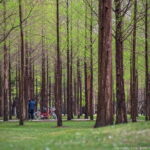 Nami Island, Garden of Morning Calm Tour with Rail Bike Option - The Itinerary in Detail