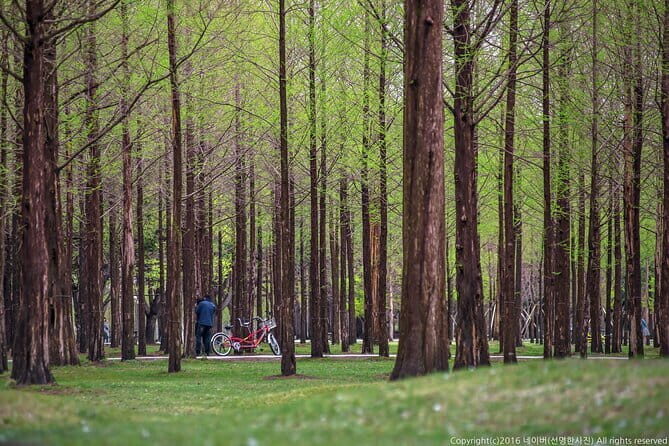Nami Island, Garden of Morning Calm Tour with Rail Bike Option - The Itinerary in Detail
