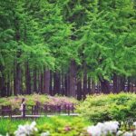 Nami Island & Petite France with Italian Village One-Day Tour - Final Thoughts: Is It Worth It?