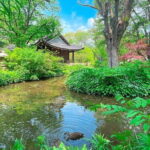 Nami & Petite France & Morning calm & Garden Light Festival - Who Will Love This Tour?