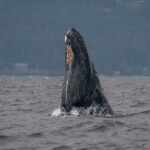 Nanaimo Private Whale Watching - Practical Tips for Your Trip