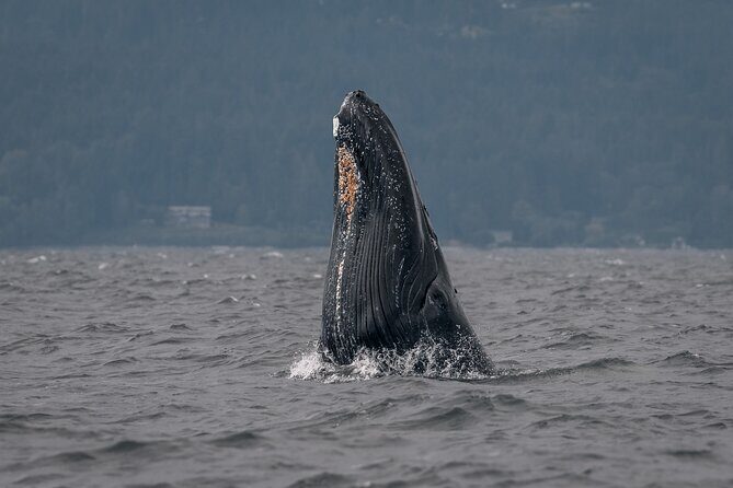 Nanaimo Private Whale Watching - Practical Tips for Your Trip
