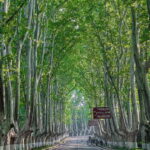 Nanjing: Green Boulevards, Bookstore Warmth & Scenic River - Practical Details & Why They Matter