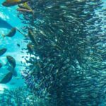 Napaling Sardine Run in Bohol - In The Sum Up