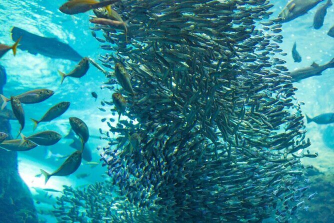 Napaling Sardine Run in Bohol - In The Sum Up