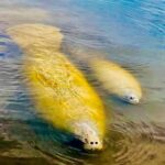 Naples, FL: Manatee, Dolphin, 10,000 Islands Beach Eco Tour - Who Should Consider This Tour?