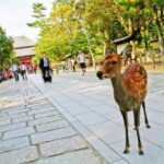 Nara Attractive Tour - Who Will Benefit Most?