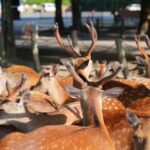 Nara Early Bird Tour (Kyoto Departure Option Available) - Who Should Consider This Tour?