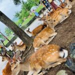 Nara: Essential Private Tour with Deer Park and Temples - An In-Depth Look at the Tour: What’s Included and Why It Matters