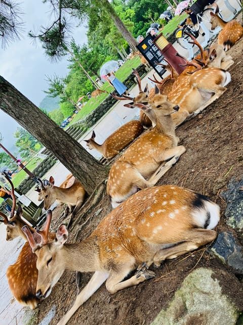 Nara: Essential Private Tour with Deer Park and Temples - An In-Depth Look at the Tour: What’s Included and Why It Matters