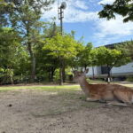 Nara: Guided Tour with Furoshiki Experience and Lunch - Who Will Love This Tour?