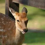Nara Half Day Walking Tour - An In-Depth Look at the Tour Experience
