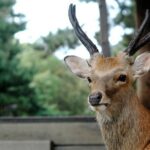 Nara Highlight Private Walking Tour with Licensed Guide - How About the Value?