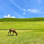 Nara: Hike Mt. Wakakusa and Encounter Wild Free-Roaming Deer - Practical Details and What to Expect