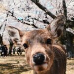 Nara: Private City Tour With A Local Guide - The Itinerary Breakdown