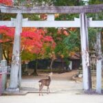 Nara Private Customizable Half Day Tour - Analyzing the Cost and Value