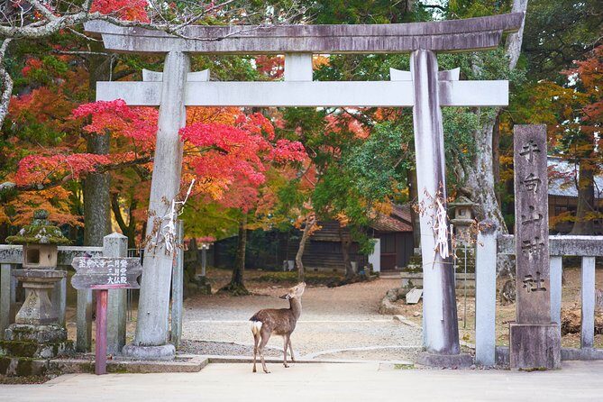 Nara Private Customizable Half Day Tour - Analyzing the Cost and Value