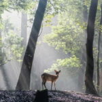 Nara: Sacred Morning Walk with Deer in the Mist - What You Can Expect During the Tour