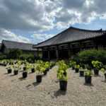 Nara: World Heritage Gangoji Temple & Naramachi Old Town - Exploring Gangoji Temple — A Window into Japan’s Past