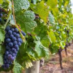 Naramata Bench 5 Winery Tour - Why This Tour Offers Great Value