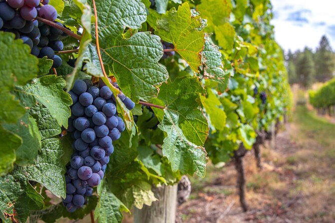 Naramata Bench 5 Winery Tour - Why This Tour Offers Great Value