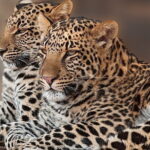 Narlai Leopard Safari and Village Walk with Lunch - What Makes This Tour Stand Out