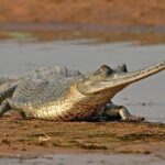 National Chambal Sanctuary and Alligator Day Tour from Agra - Analyzing the Value