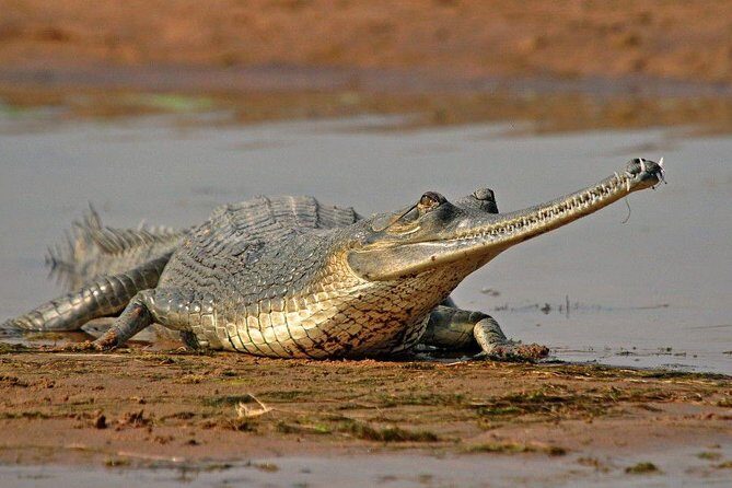National Chambal Sanctuary and Alligator Day Tour from Agra - Analyzing the Value