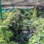 Nature And Gardens Tour From Kuala Lumpur All Entrance Included - Evaluating the Value: Is It Worth It?